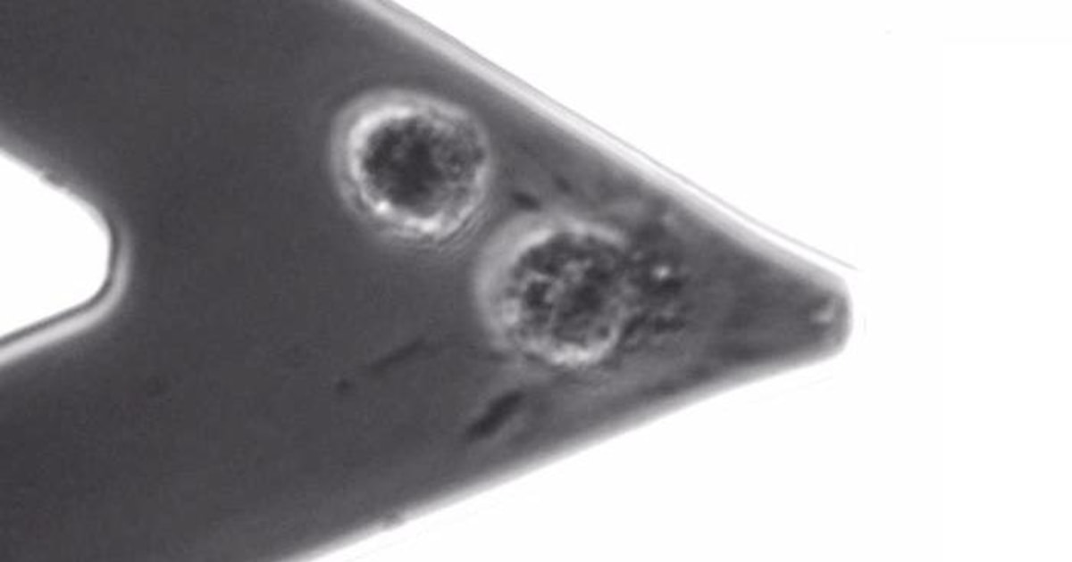 New Microscopic Motion Detector Could Find Alien Life