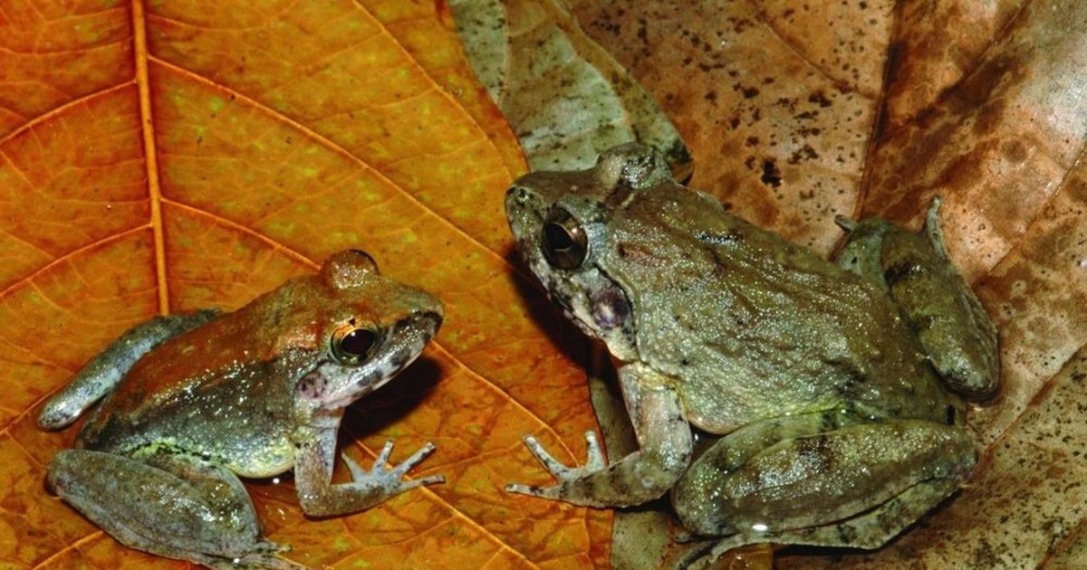 A New Twist for Amphibians: Fanged Frog Gives Birth to Tadpoles