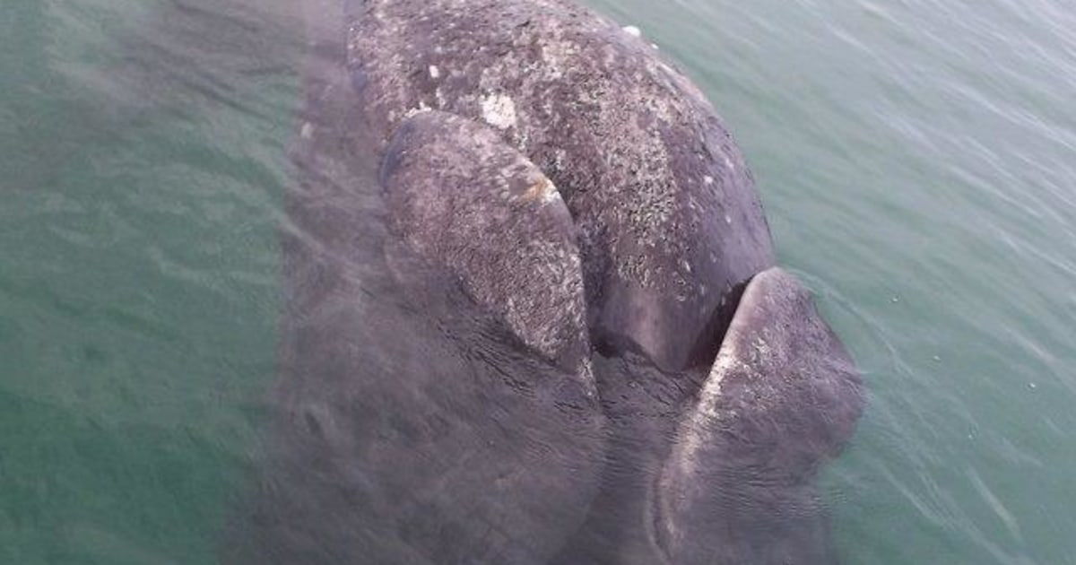 Video: First-Ever Conjoined Gray Whale Twins