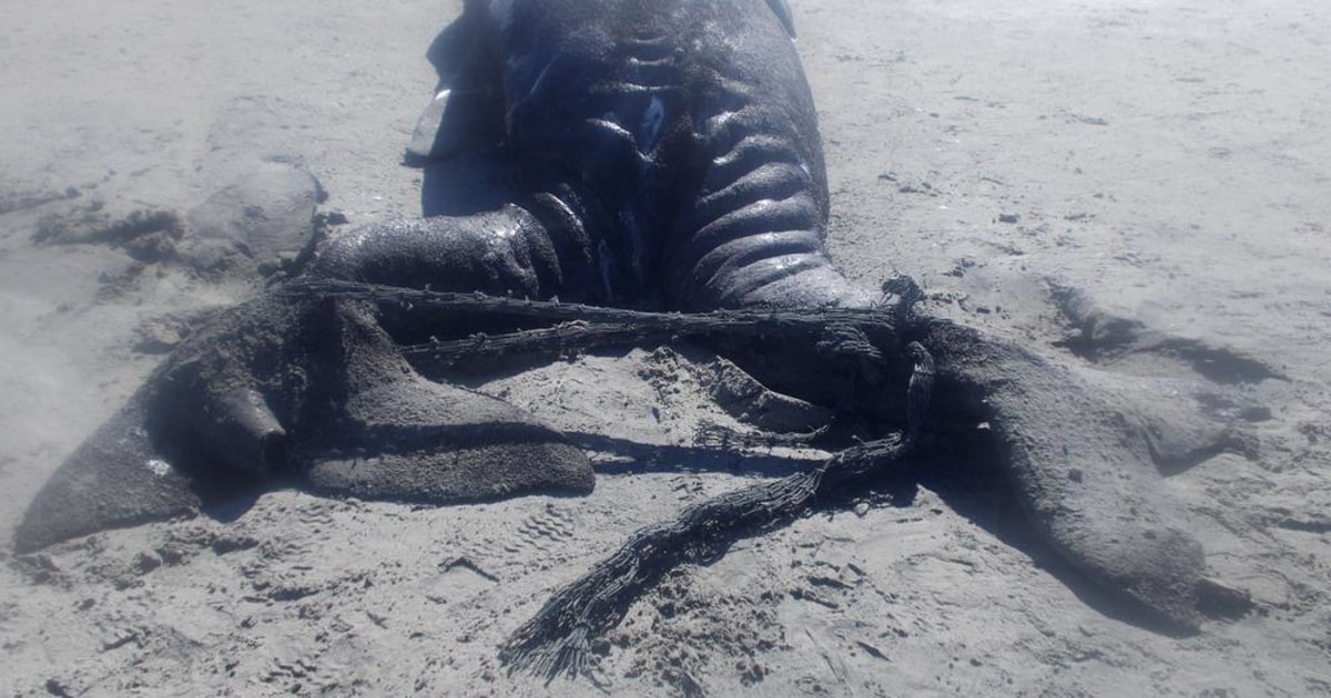 Conjoined Whale Calves Found off Mexico