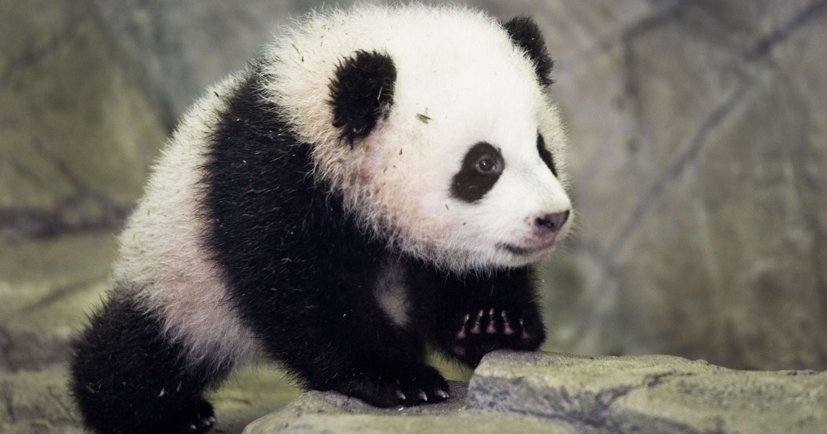 National Zoo's Panda Cub Meets the Press