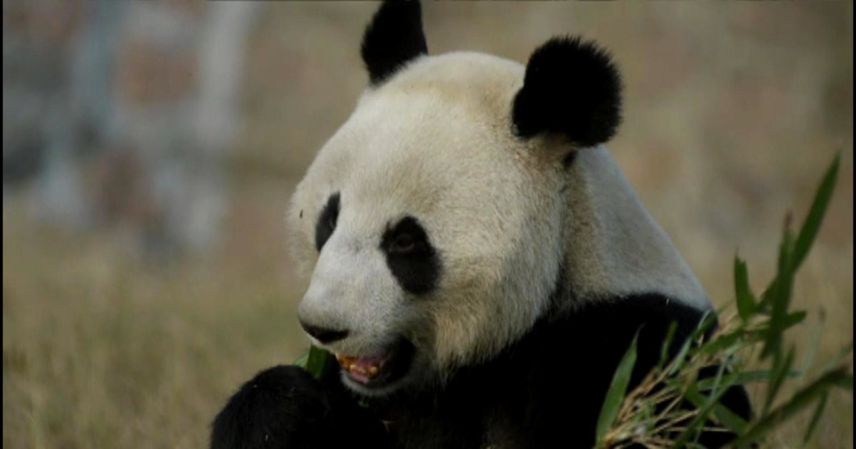 China Welcomes Its Newest Panda