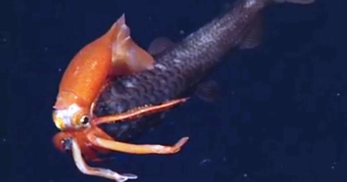 Squid vs. Fish: Epic Undersea Battle Captured on Video