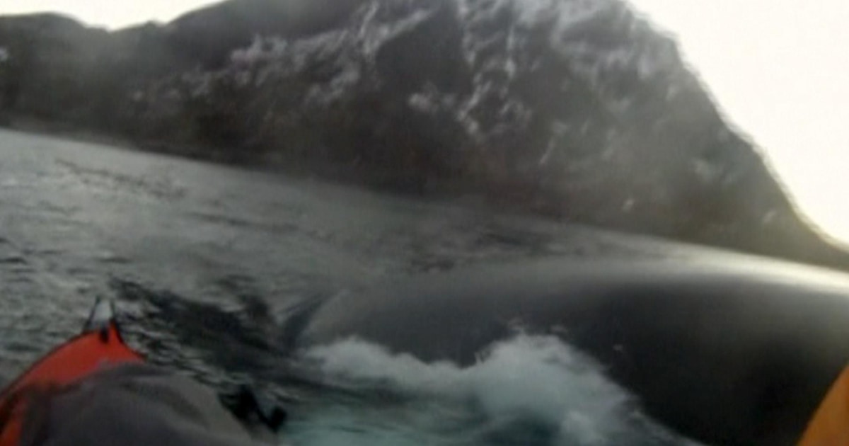 Whale Lifts Kayaker Out of Water