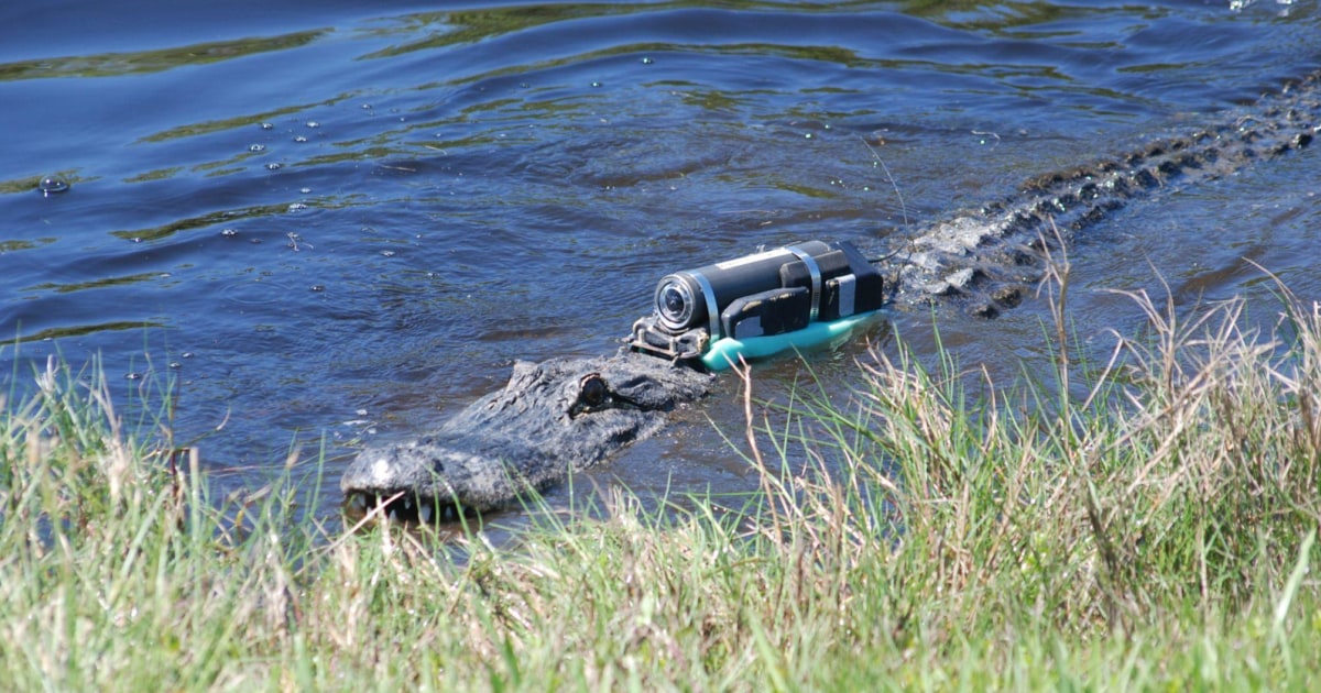 Alligators Stalk, Crush and Swallow Prey on Candid Camera