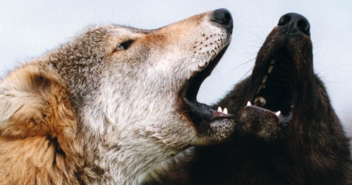 Genes Suggest Dogs Descended From a Now-Extinct Breed of Wolf