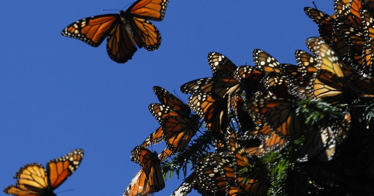 Why Millions of Monarch Butterflies Are Disappearing From Mexico