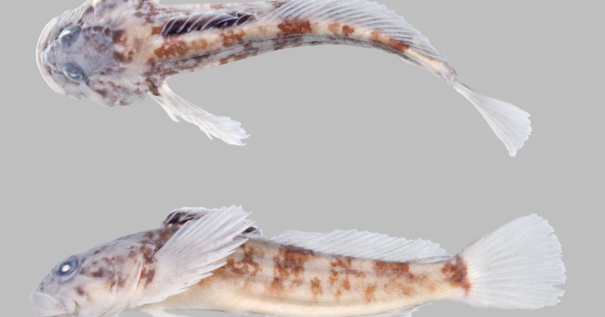 New Species of Ugly Fish Found in Idaho and Montana