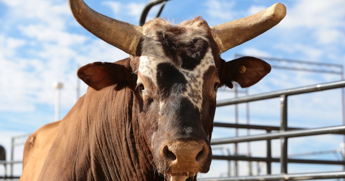 Two Tons of Grit and Muscle: Celebrity Bulls Steal Spotlight