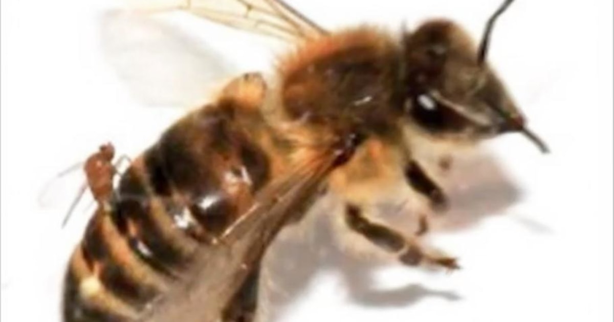 Parasitic Infection Causes 'Zombie Bees'