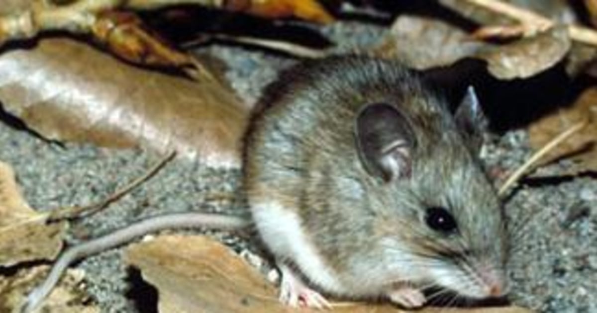 Lyme Vaccine for Mice Could Protect People