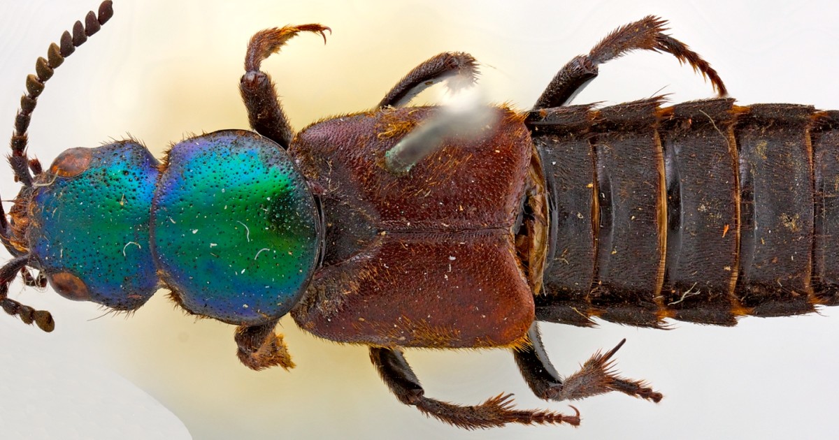 Darwin's Long-Lost Beetle Resurfaces on His Birthday