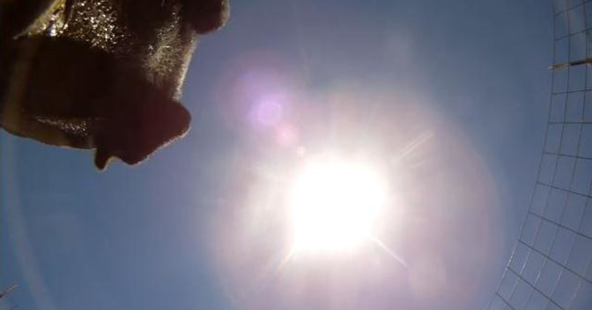 Pig Caught Sniffing Skydiving GoPro Camera