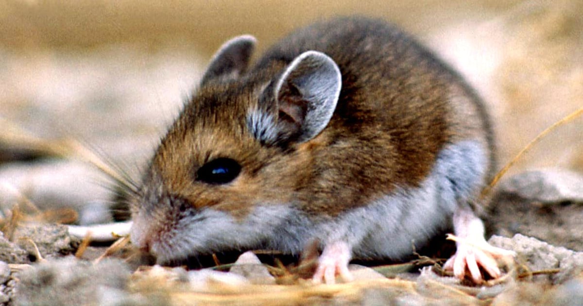 Honda's Soy-Based Wiring Covers Irresistible to Rodents: Lawsuit