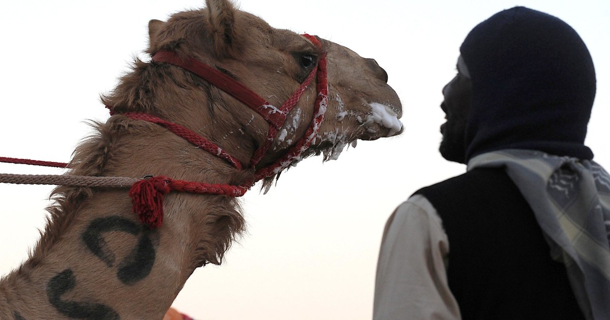 Camels May Be Source of Mystery MERS Virus in Middle East