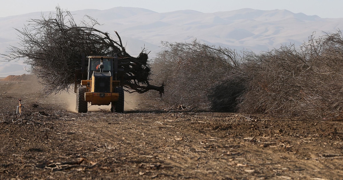 Farmer Loses 1,000 Acres of Almond Trees to California Drought