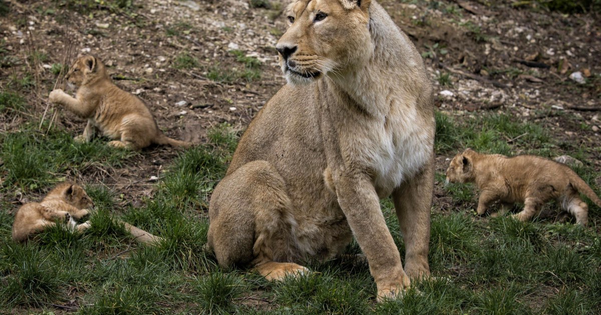 Rare Cat Cubs Make Debut at French Zoo