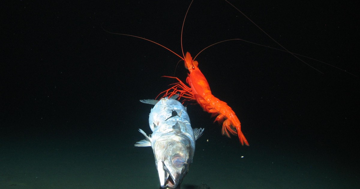What Lies Beneath: Scientists Get First Peek at Rare Deep-Sea Life