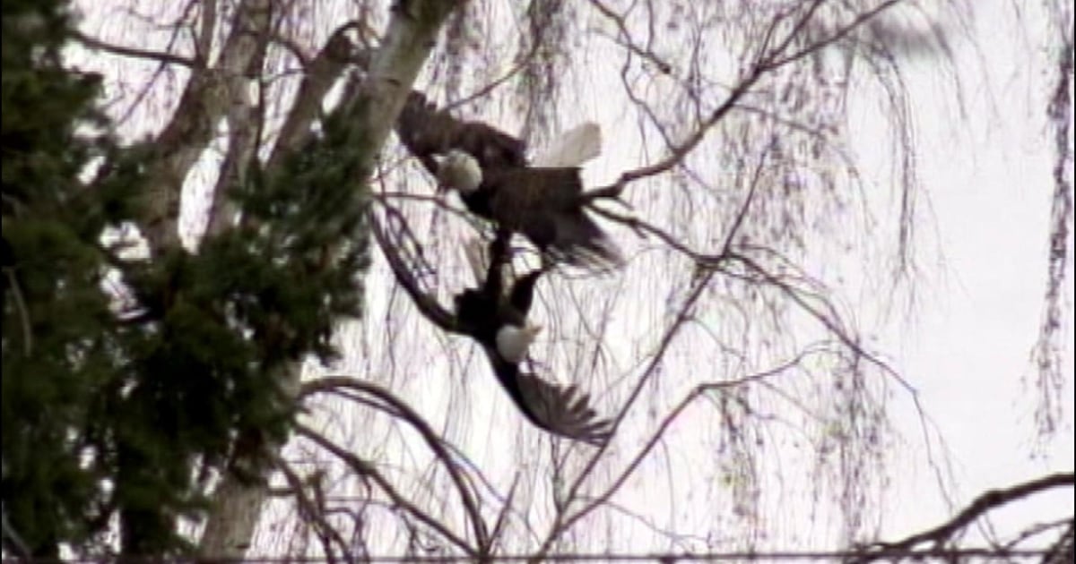 Eagles Get Tangled During Territorial Dispute
