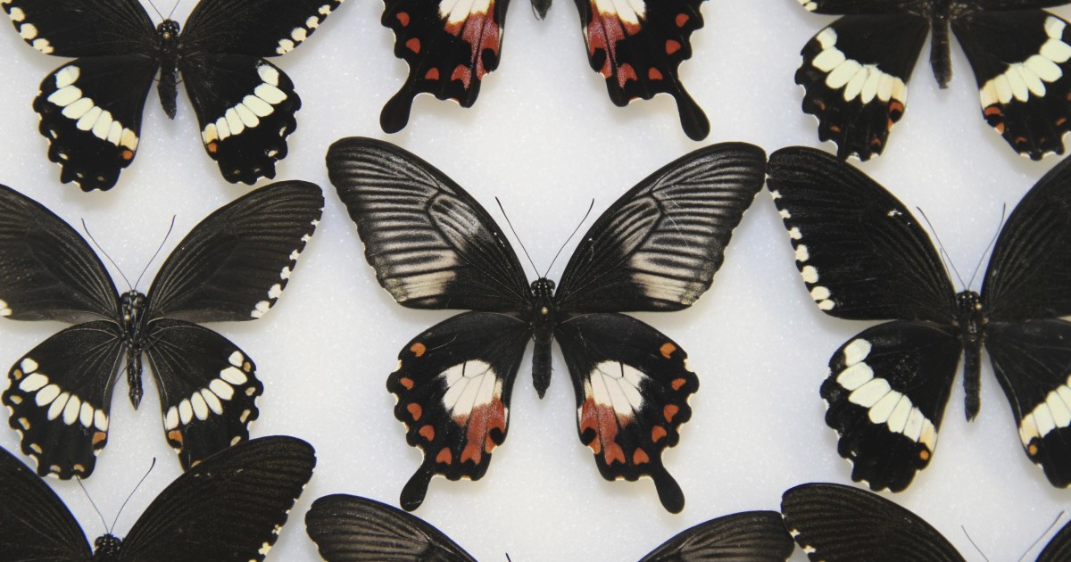 All in a Gene: Secrets of Lookalike Butterflies Revealed