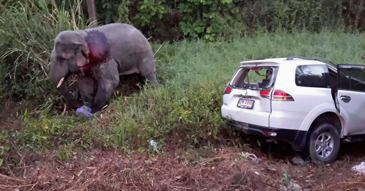 Six Killed in Thailand in Crash Caused by Elephant