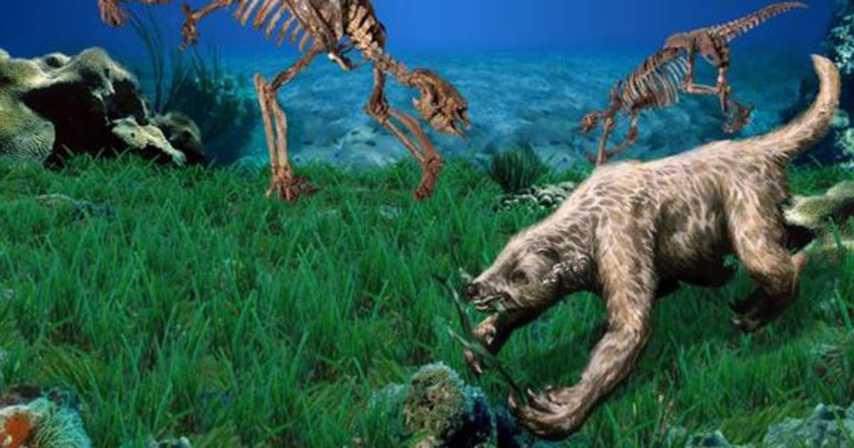 Secret to Ancient Sloths' Aquatic Lives? Dense Bones