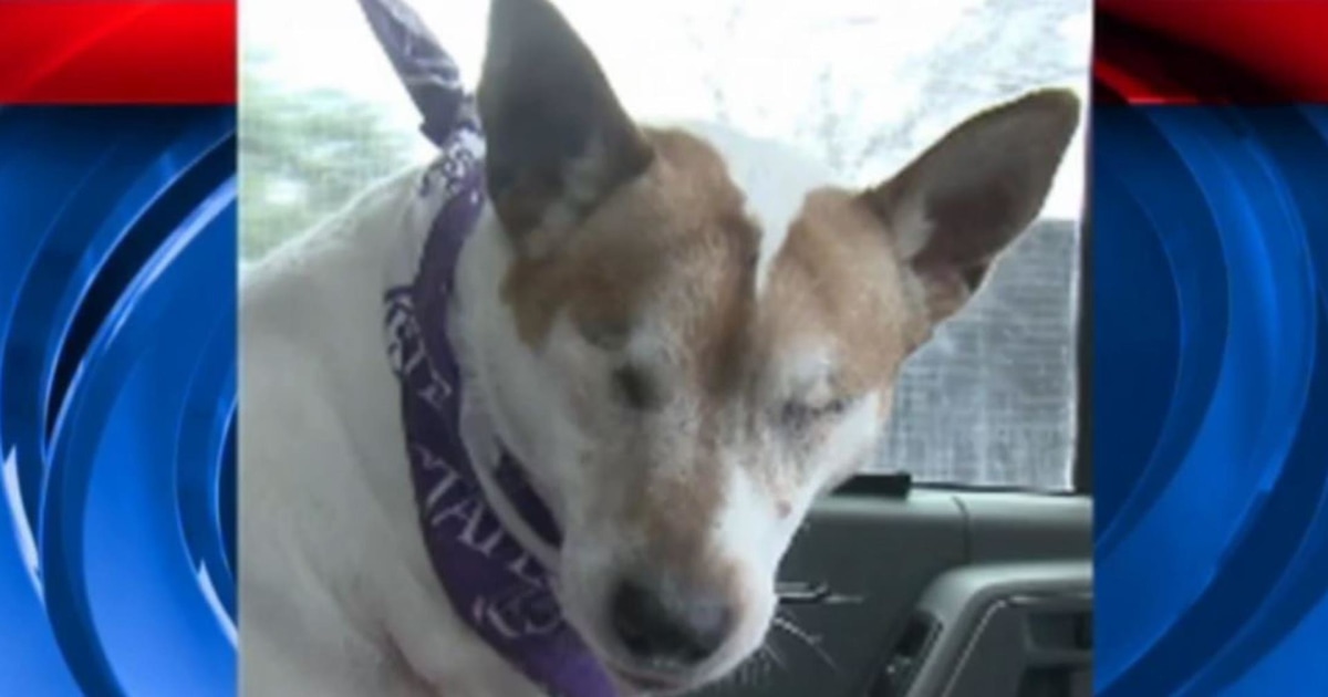 Woman's Lost Dog is Found During TV Interview
