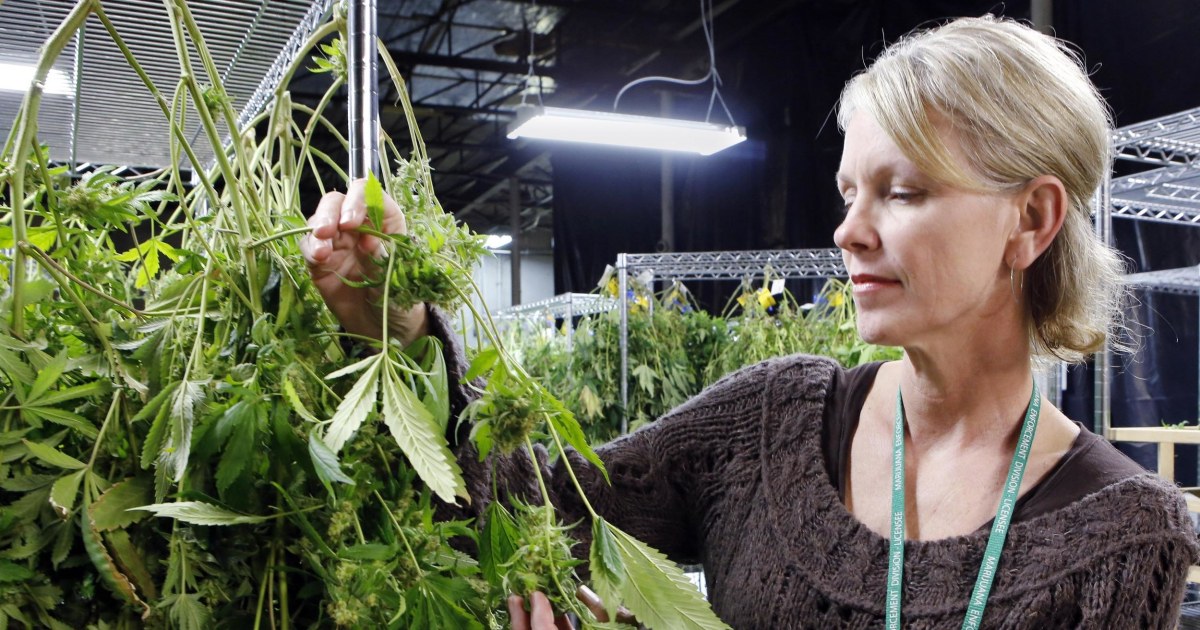 Most Americans Back Marijuana Sales, But Not in Their Backyard