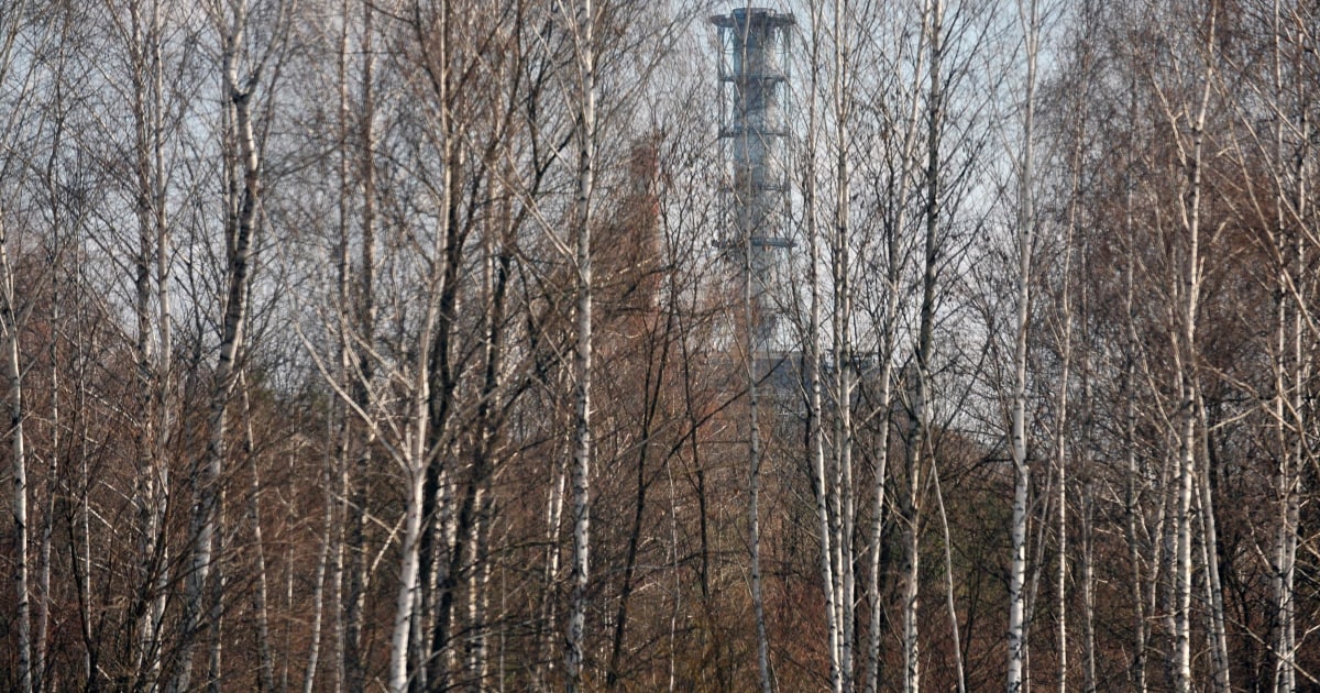 Chernobyl Trees Barely Decomposed, Study Finds