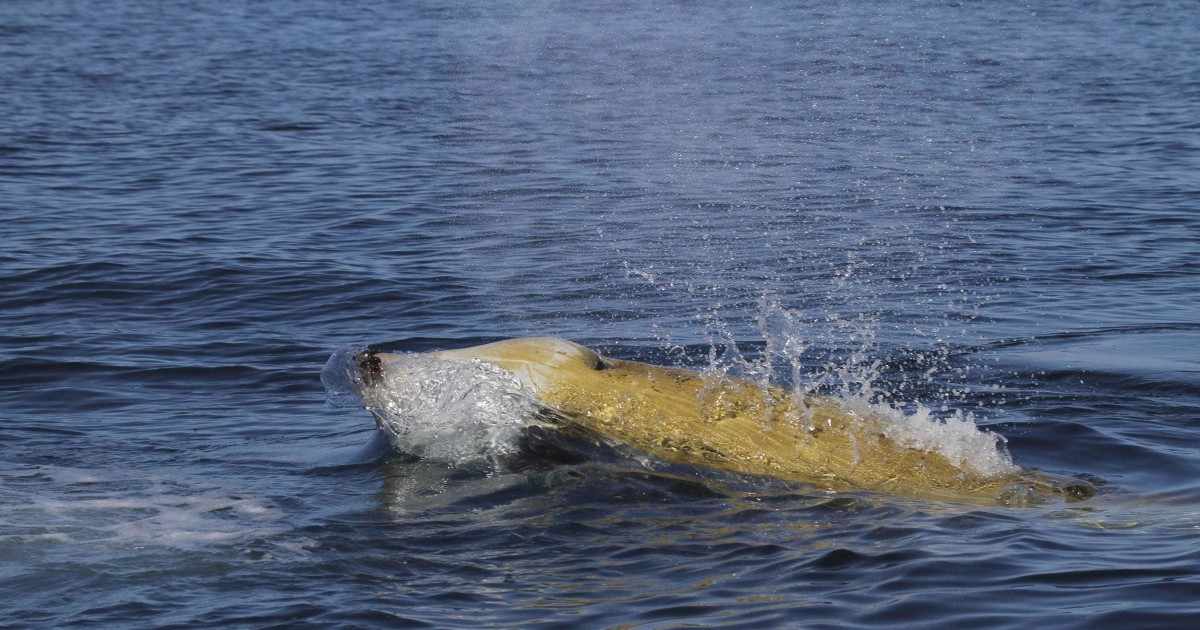 How Low Can You Go? This Whale Is the Champion of Deep Diving