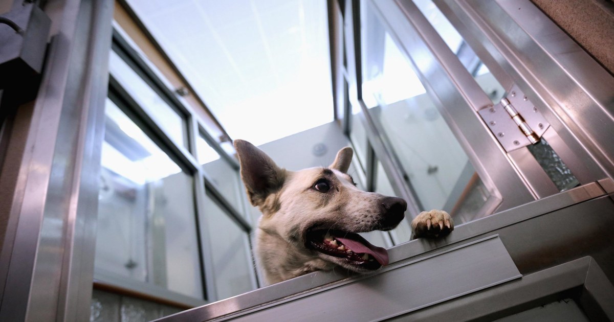 Welcome to America! Displaced Sochi Pups Get New Life