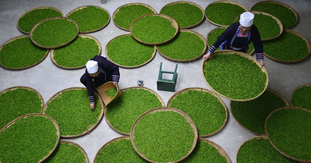 Chinese Pickers Prepare 'Ultimate Green Tea' By Hand