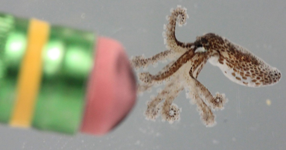 Tiny Octopuses Make a Big Splash at Florida Aquarium