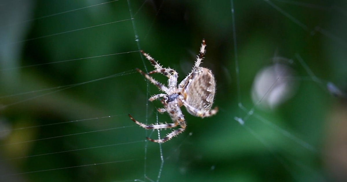 From Flight to Surgery, Scientists Mimic Nature's Tricks