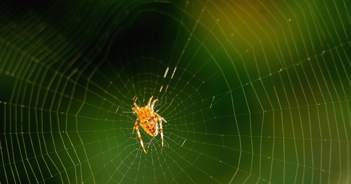 Spider-Web Bandages: New Medicine Mimics Nature