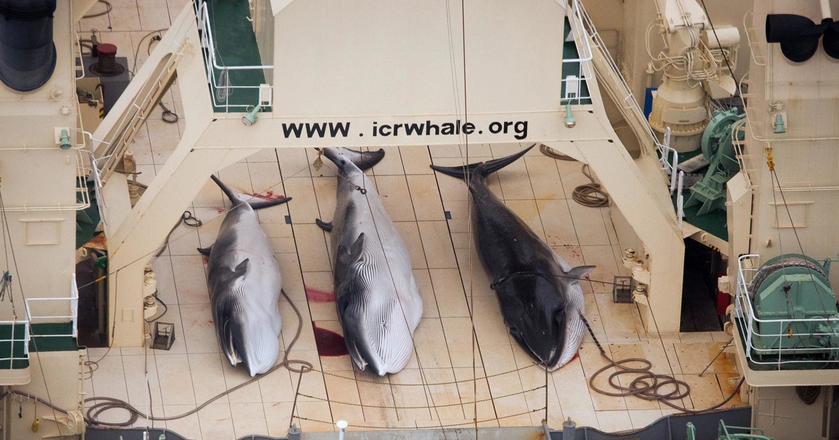 Japan Seeks to Bring Back Antarctic Whaling Next Year