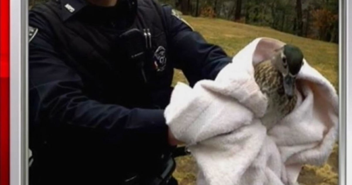 Woman Mistakes Duck for Burglar