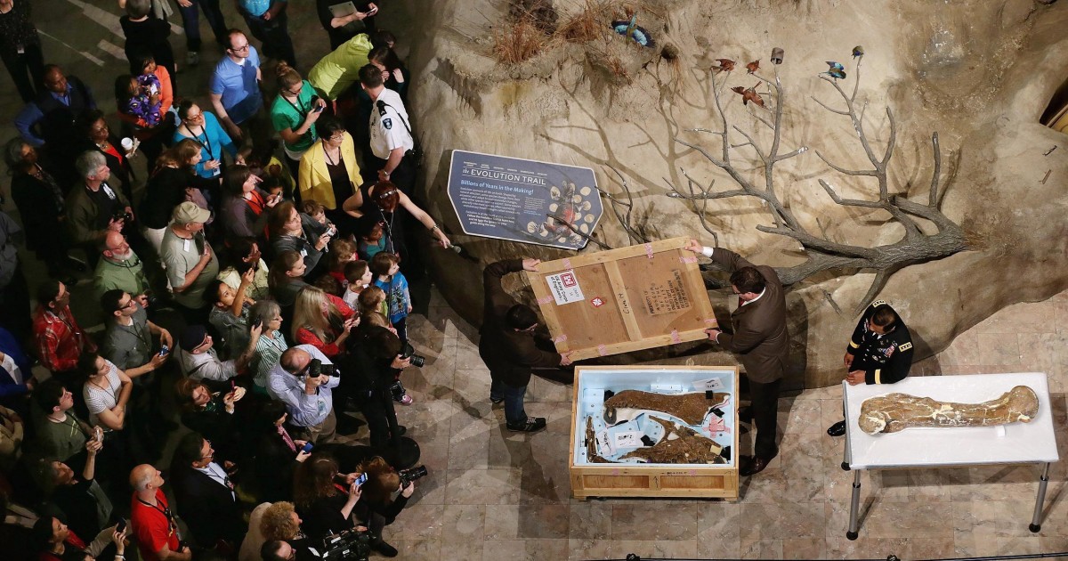 T. Rex Arrives for More Than a Night at the Museum