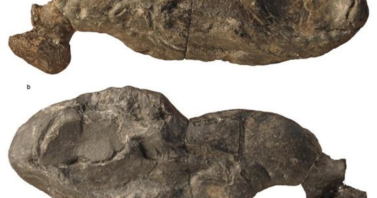 Modern Sharks Aren't So Primitive, Ancient Fossil Suggests