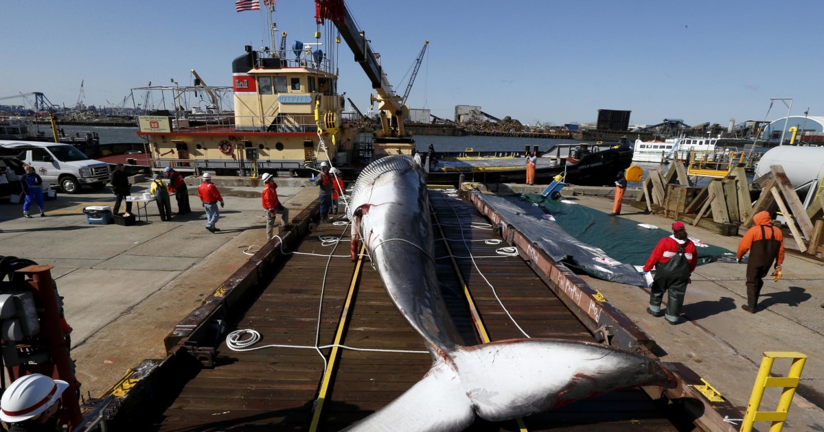 Whale Meets Grisly End in New York City