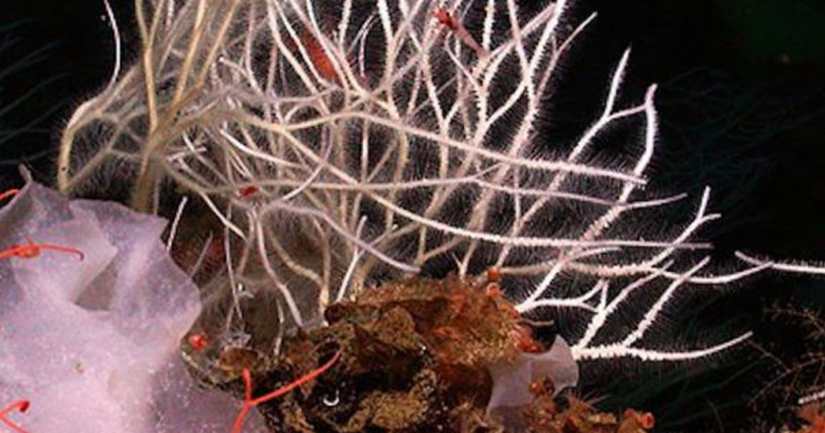 Four New 'Killer Sponges' Discovered in Pacific