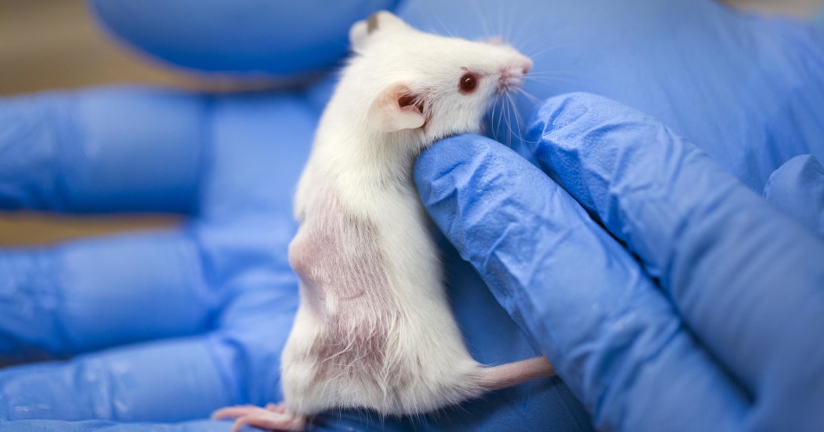 Mouse Avatars Allow Cancer Patients to Test Cures