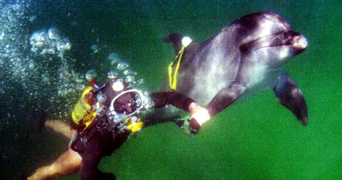 Will U.S. and Russian Dolphins Face Off? No Way, Navy Says