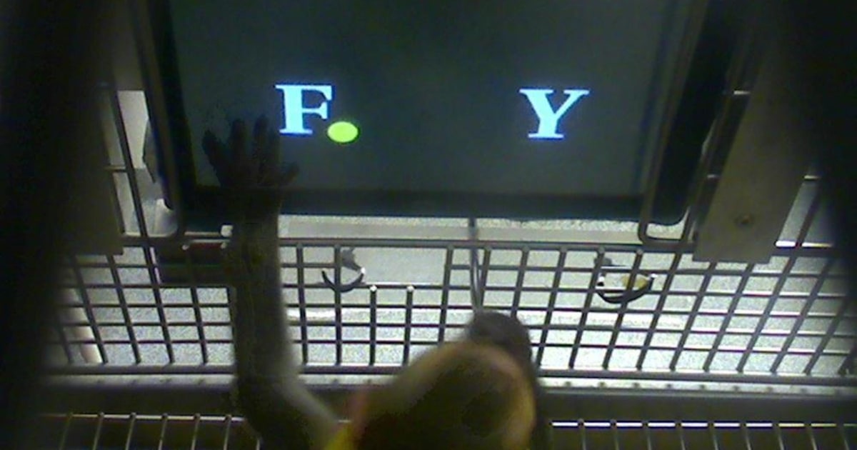 Easy As Pi! Monkeys Can Do Math