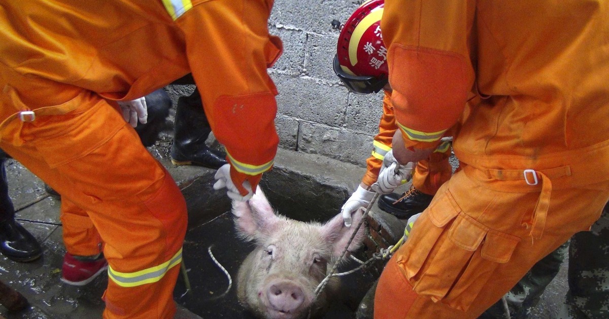 Hog-Wild! 600-Pound Pig Falls Down Well in China