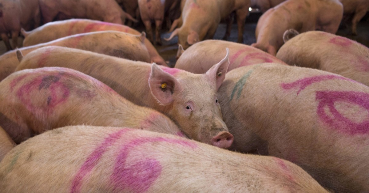 Pork Prices Set to Jump Because of Pig Disease, Producers Say
