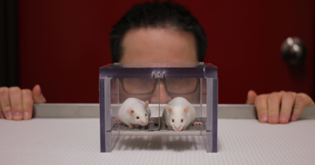 Men Stress Out Mice, Researchers Find