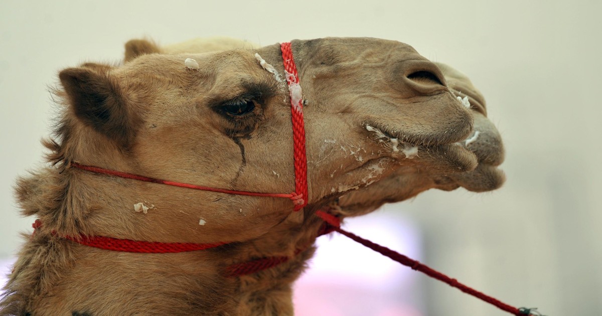 Camels Confirmed As Source of MERS Virus