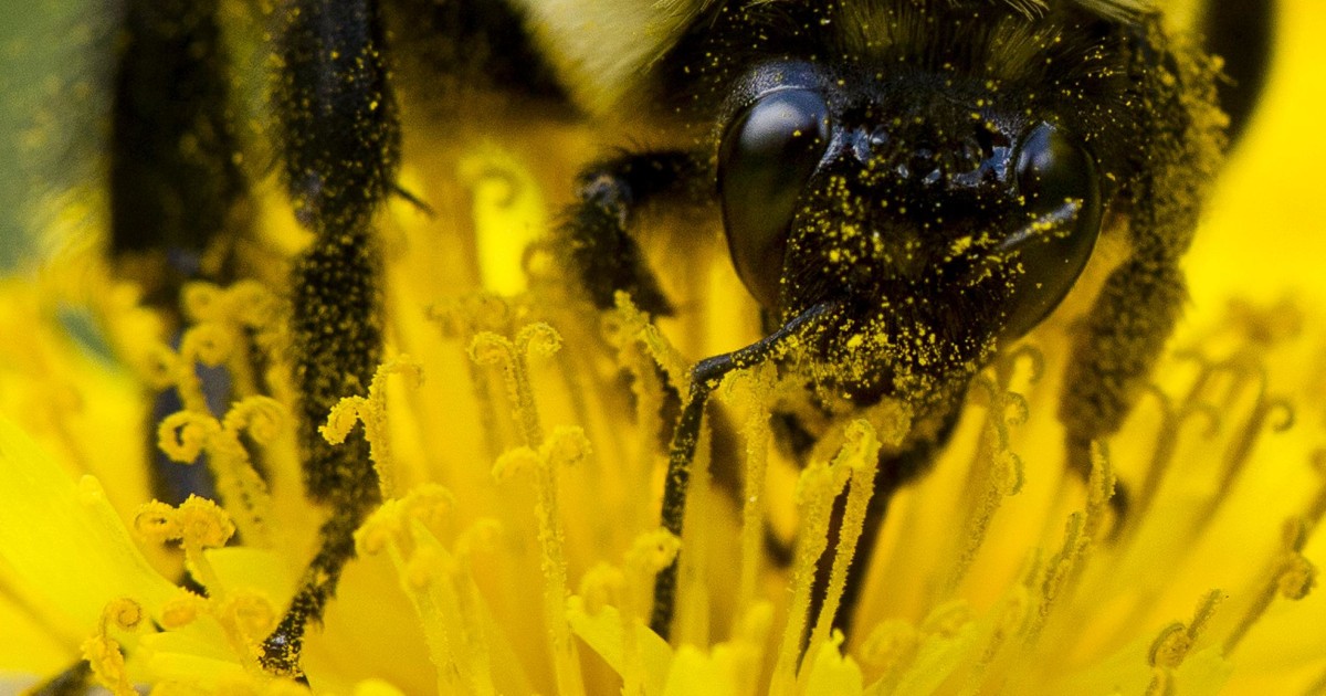 Flower Power: Bee Buzzes Into Sticky Situation