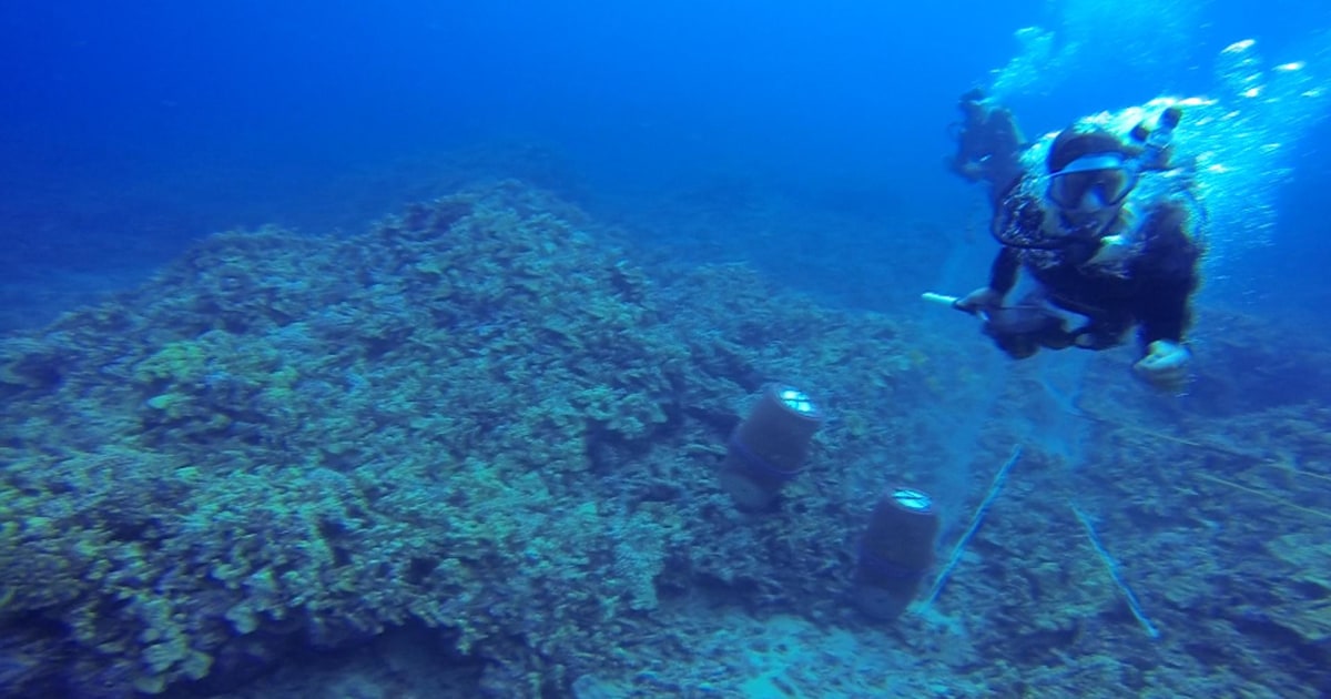 Underwater Assault: Scuba Diver Attacked